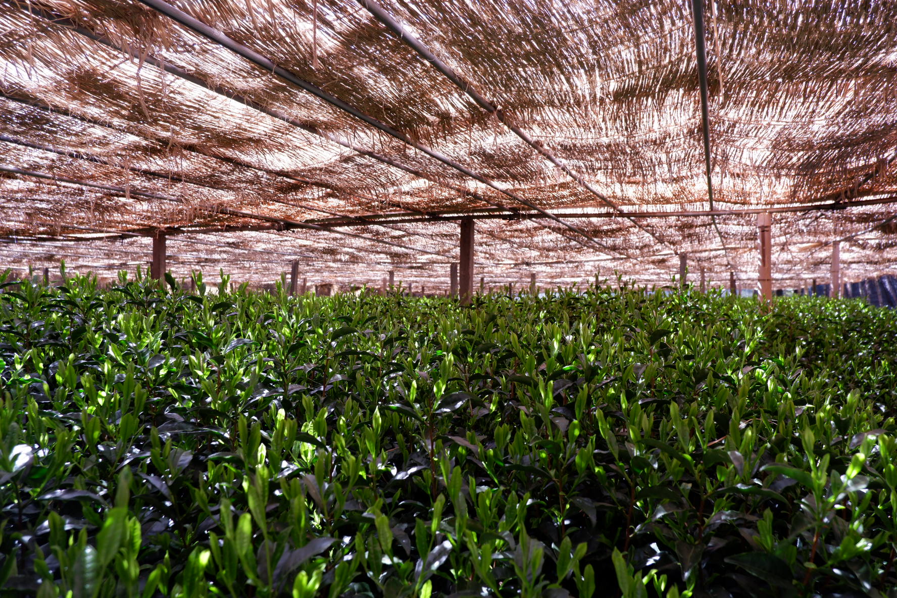 Los secretos del Gyokuro: Guía para preparar Gyokuro - TESUKO